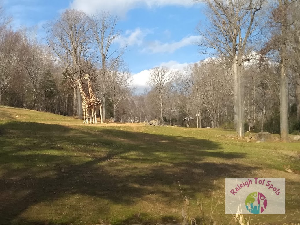 North Carolina Zoo - Raleigh Tot Spots